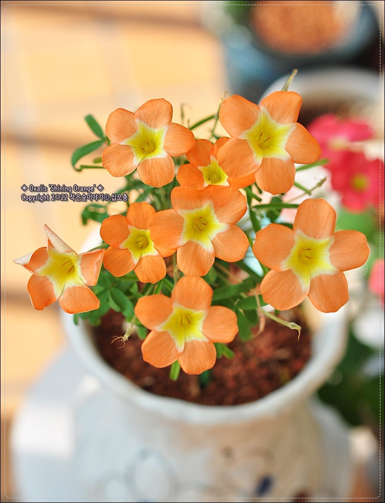 [Oxalis 'Shining Orange' 와 Oxalis 'Venus'] : 네이버 블로그