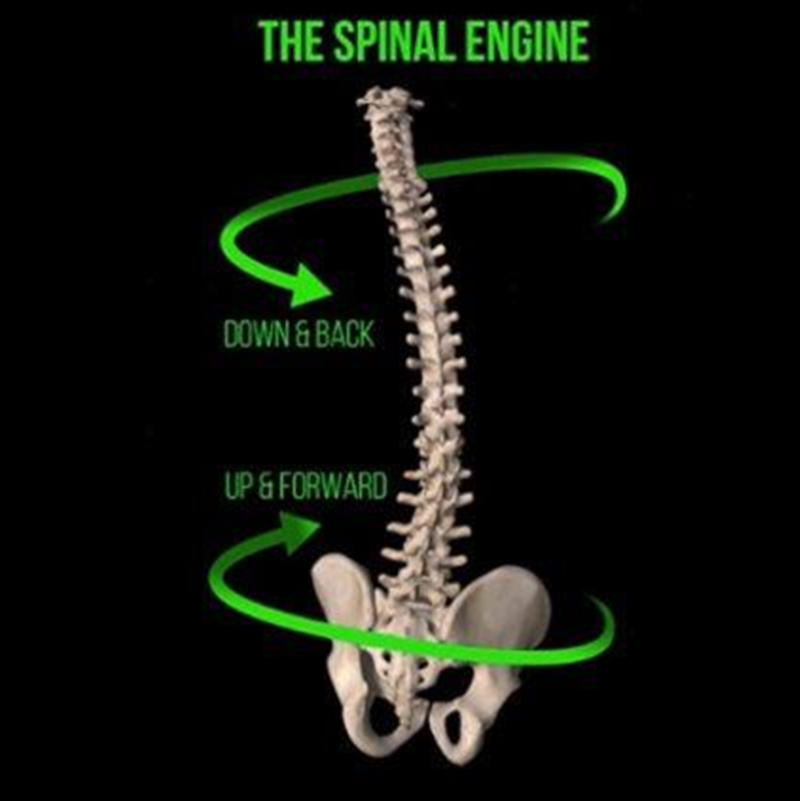 척추엔진이론(Spinal Engine Theory) : 네이버 블로그