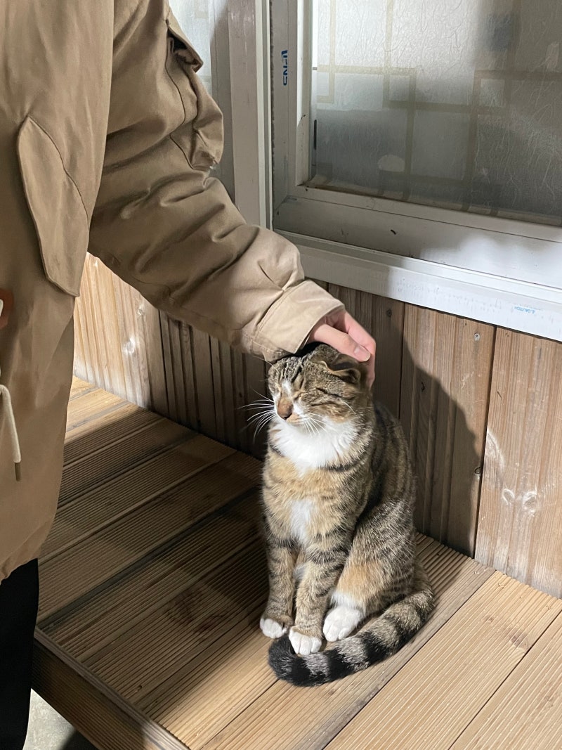 이천 맛집 이천돌솥밥 시골밥상 이천쌀밥 한정식 추천 Feat 고양이 네이버 블로그
