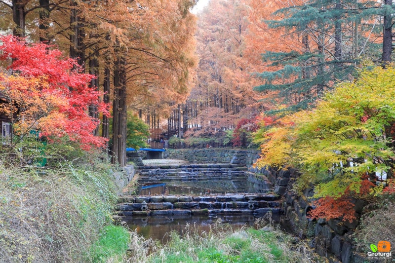 대전 명소 볼거리 장태산자연휴양림 수목원 산책로 당일치기 네이버 블로그