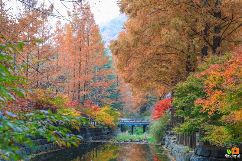 대전 명소 볼거리 장태산자연휴양림 수목원 산책로 당일치기 네이버 블로그