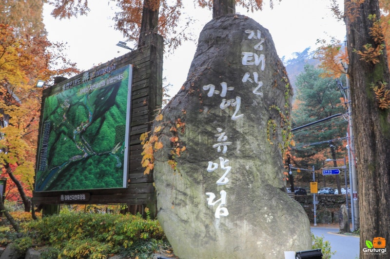 대전 명소 볼거리 장태산자연휴양림 수목원 산책로 당일치기 네이버 블로그