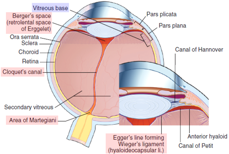 유리체(Vitreous, Vitreous body)란 무엇일까? : 네이버 블로그