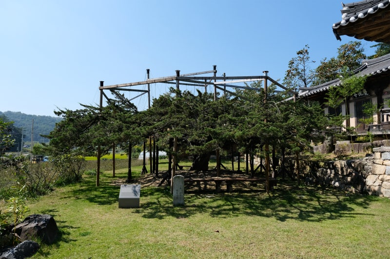 24. 안동 주하리 뚝향나무(천연기념물)/ Chinese Juniper Tree of Juha-ri, Andong/ 安東 周下里 ...