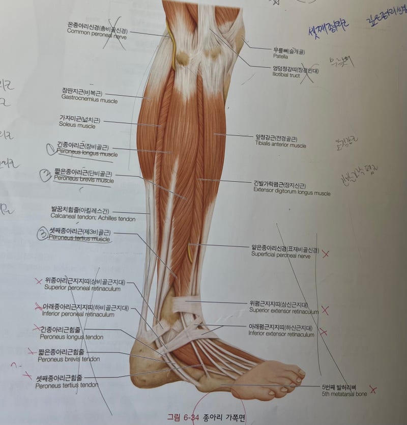 해부학 종아리 근육 발 근육 씹기근 눈근육 이는곳 닿는곳 신경지배 작용 네이버 블로그