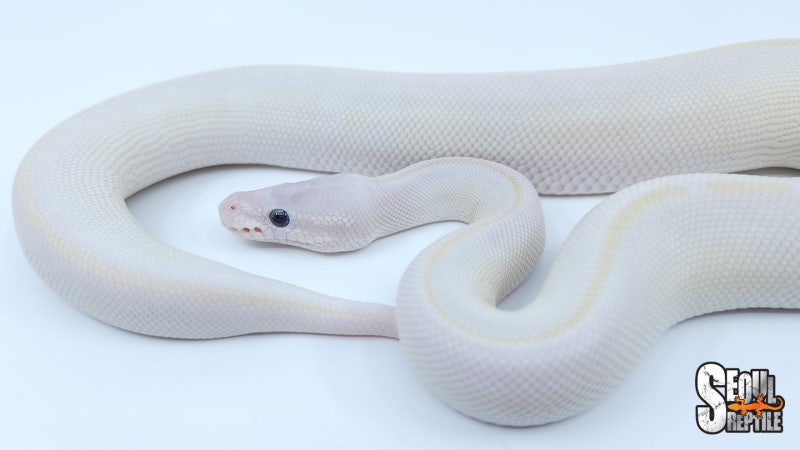 아름다운 블루 아이 루시스틱 볼파이톤 모프, 빅베이비! Blue Eyed Leucistic Ball Python Morpth ...
