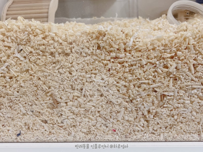 드워프 햄스터 종류 펄 푸딩햄스터 수명 먹이 준비물까지 총정리 네이버 블로그