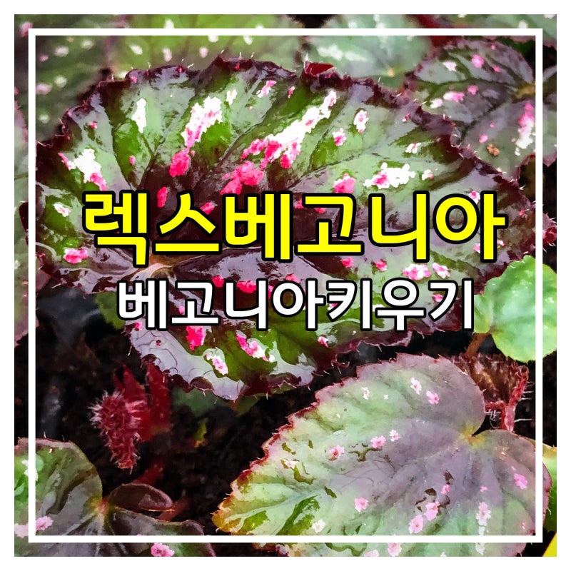 베고니아 종류 렉스베고니아 키우기 물주기 꽃말 네이버 블로그