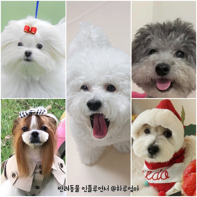 털 안빠지는 강아지 종류 5 품종 강아지 성격 알아봐요 네이버 블로그
