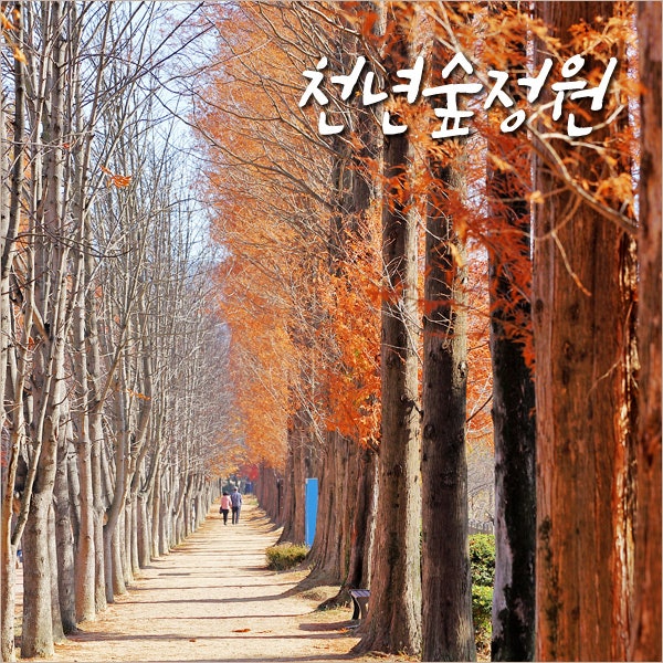 경주 여행 코스 경북산림환경연구원경북천년숲정원 수목원 가을 나들이 네이버 블로그