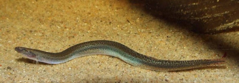 쿨리로치 (사육방법 / 관상포인트) : 네이버 블로그