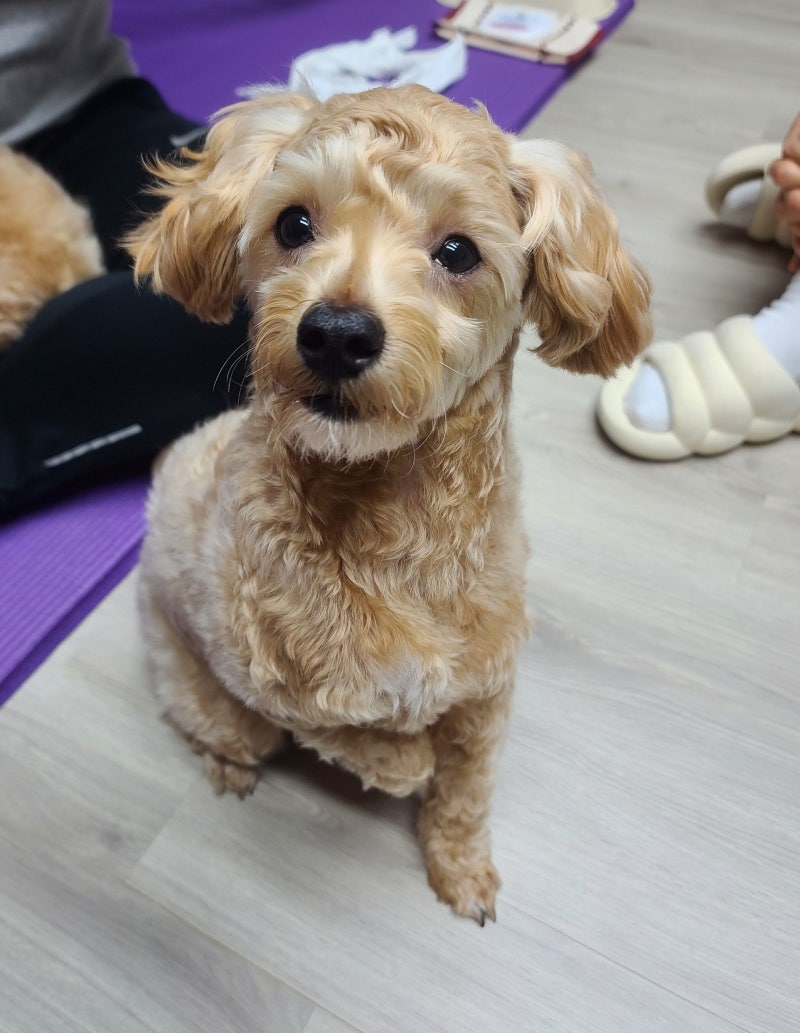 말티푸 키우기 방법 성격 파악 및 성견까지 필요한 양육 팁 네이버 블로그