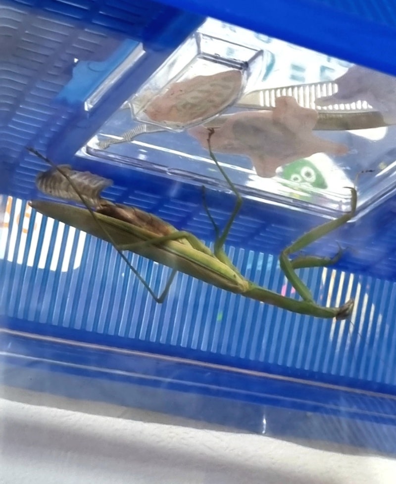 사마귀 탈피부전, 사마귀 키우기, 사마귀 알집, 다시 시작! : 네이버 블로그