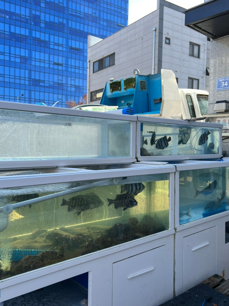 집에서 만난 바다 진주혁신도시맛집 진주혁신도시횟집진주 충무공동 맛집 진주 맛집 진주횟집 네이버 블로그