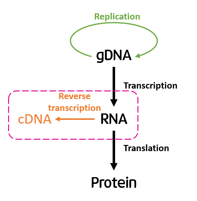 RT-PCR의 종류 및 차이 :: Real Time PCR vs Reverse Transcription PCR : 네이버 블로그