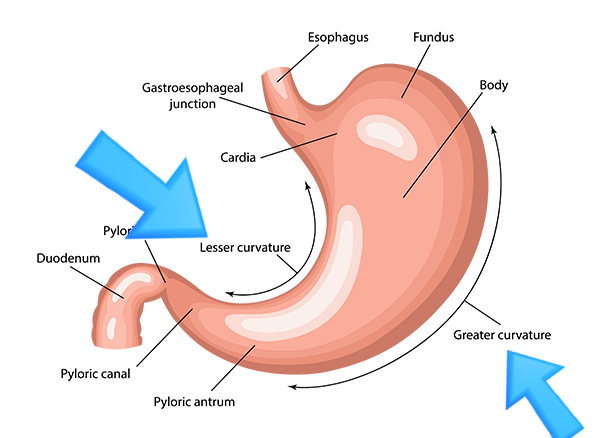 위전정부(antrum) 유문부(pylorus) 소만 대만이란? : 네이버 블로그