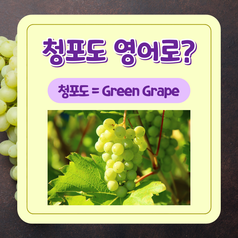 건포도 영어로 청포도 샤인머스켓 포도 종류 영어로 네이버 블로그