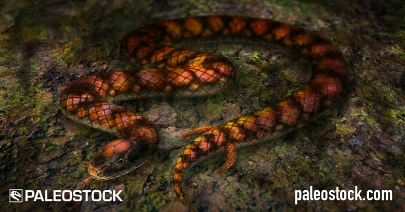 파타고니아의 원시 뱀, 나자쉬 : 네이버 블로그