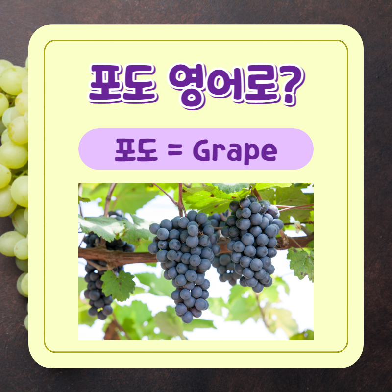 건포도 영어로 청포도 샤인머스켓 포도 종류 영어로 네이버 블로그