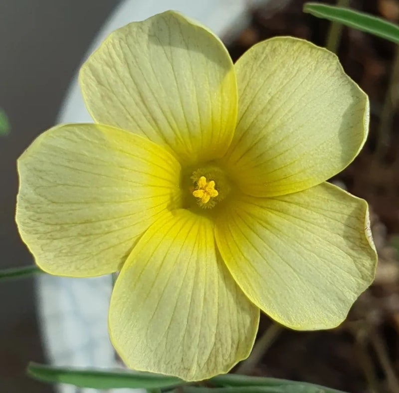 22년 사랑초 19호 ~♡ Oxalis annae, 안네 : 네이버 블로그