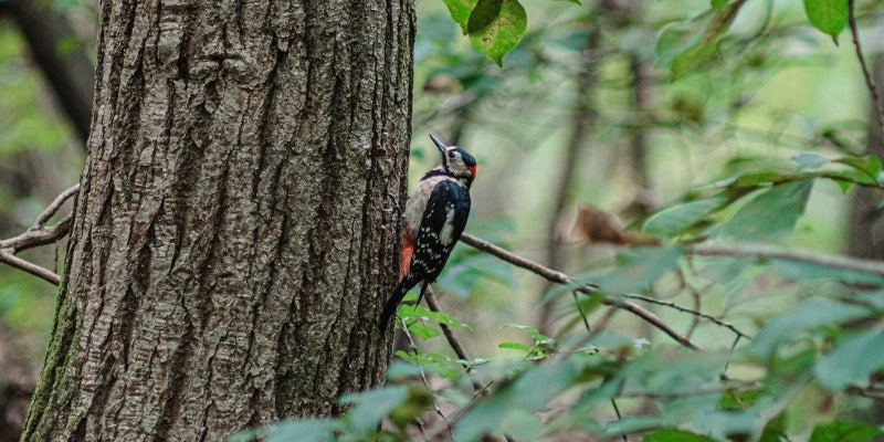 대전 보문산 87일의 기록들(사진 백여장)과 체중변화, 다이어트용 몸 만들기 : 네이버 블로그