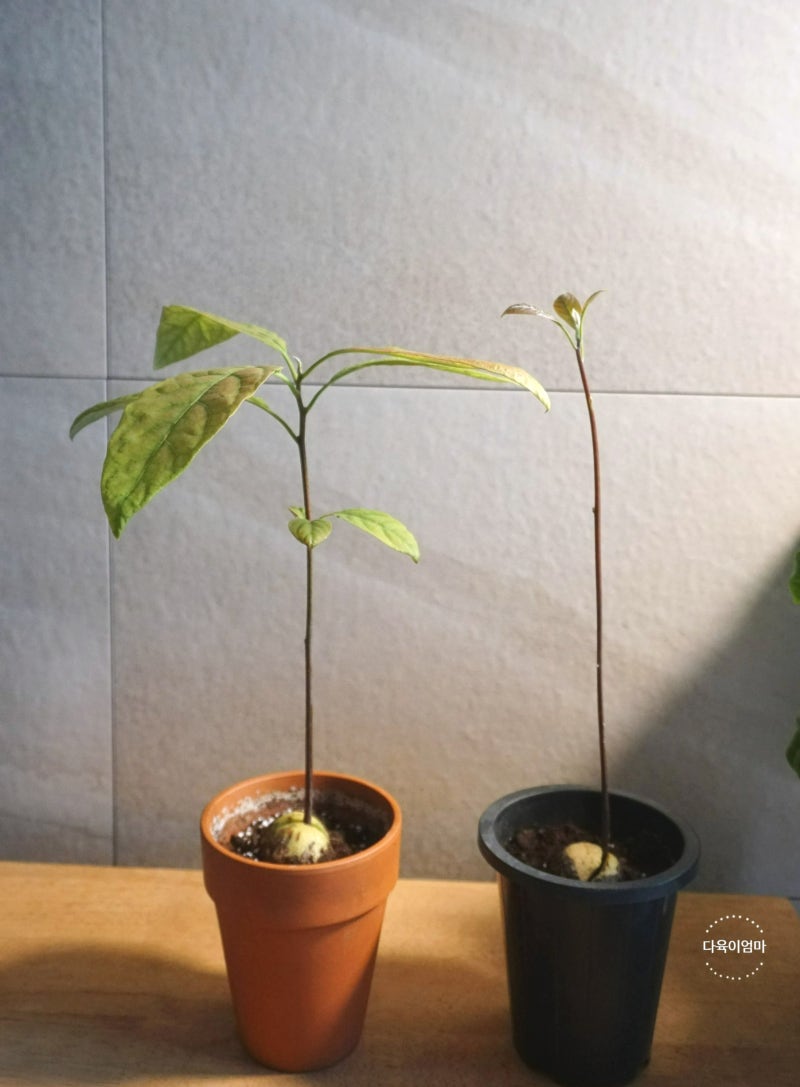 아보카도 키우기 분갈이 가지치기 후 과습 씨앗 심기속껍질 발아 나무 네이버 블로그