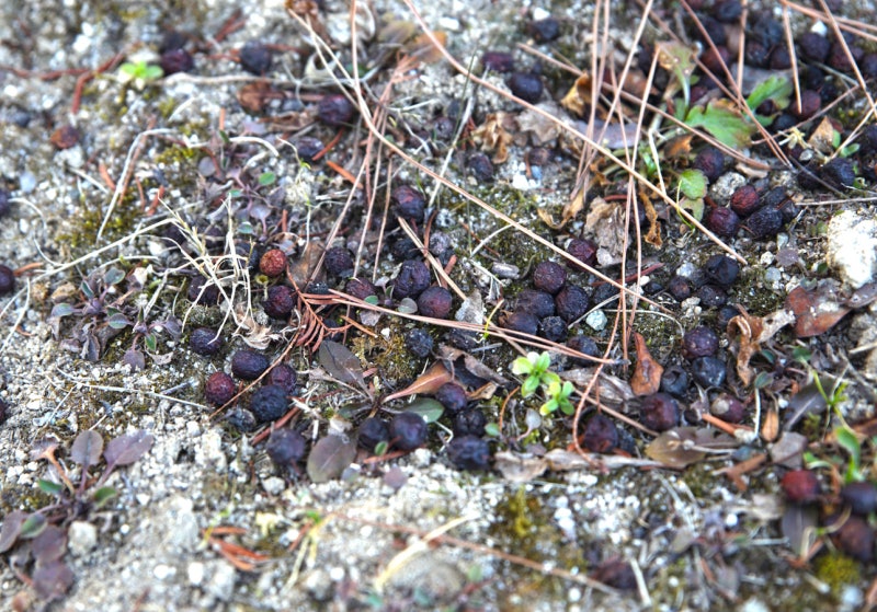 섬개야광나무[Cotoneaster wilsonii](2)꽃과 열매 ...장미과 낙엽활엽관목 천연기념물 제51호 : 네이버 블로그