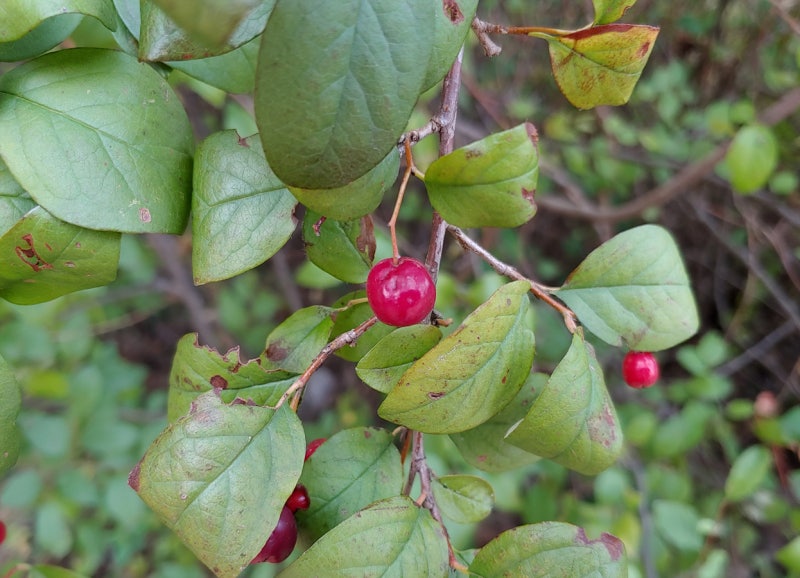 섬개야광나무[Cotoneaster wilsonii](2)꽃과 열매 ...장미과 낙엽활엽관목 천연기념물 제51호 : 네이버 블로그