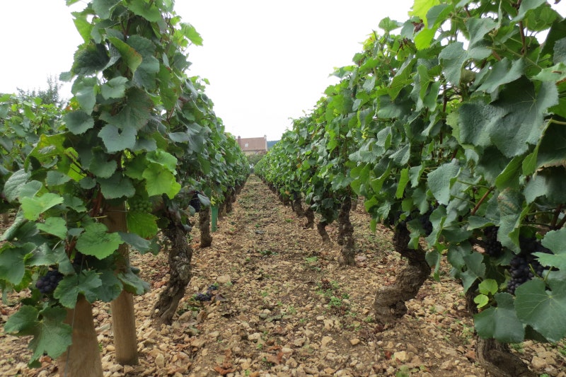 Domaine Joseph Roty, Charmes-Chambertin Grand Cru, 2015 (도멘 조셉 로티, 샤름 ...