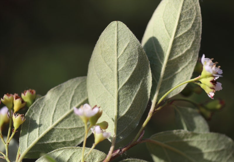 섬개야광나무[Cotoneaster wilsonii](2)꽃과 열매 ...장미과 낙엽활엽관목 천연기념물 제51호 : 네이버 블로그