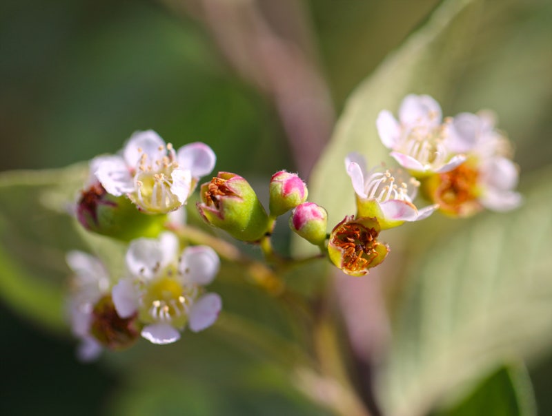 섬개야광나무[Cotoneaster wilsonii](2)꽃과 열매 ...장미과 낙엽활엽관목 천연기념물 제51호 : 네이버 블로그