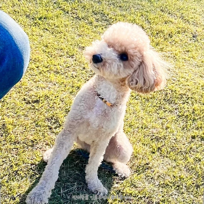 믹스견 종류 말티푸 성견 성격 미용 분양 주의점 알아봐요 네이버 블로그