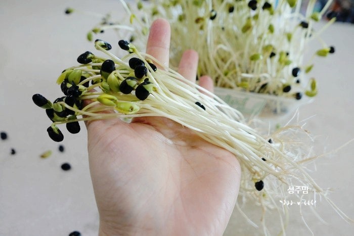 집콕취미 콩나물기르기 콩나물키우기 수확후 콩나물잔뿌리 제거하기 네이버 블로그