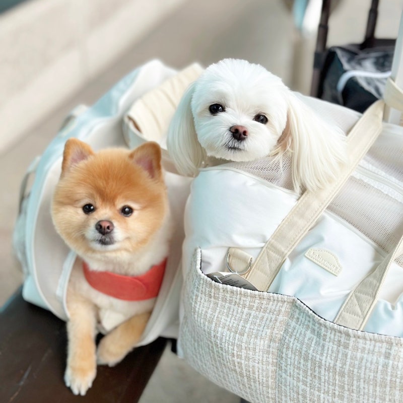 강아지 비행기 처음 탑승한 후기 제주도 애견동반여행 첫비행 네이버 블로그