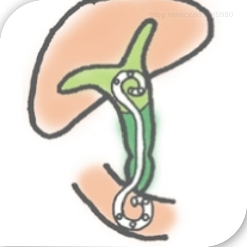 의학용어 ERCP와 담도 배액술 PTBD PTGBD ENBD ERBD : 네이버 블로그