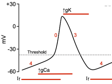 EKG, ECG, 심전도 기본개념(P, QRS, T, 심장 탈분극, SA node, NSR, Lead), QT prolong ...