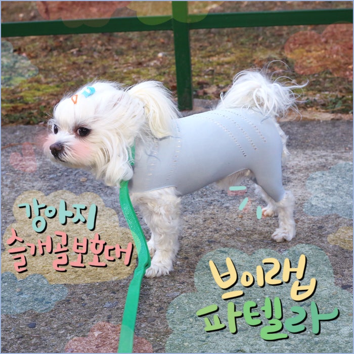 강아지 슬개골 보호대 브이랩 파텔라 편하게 입으면서 관리해요 네이버 블로그