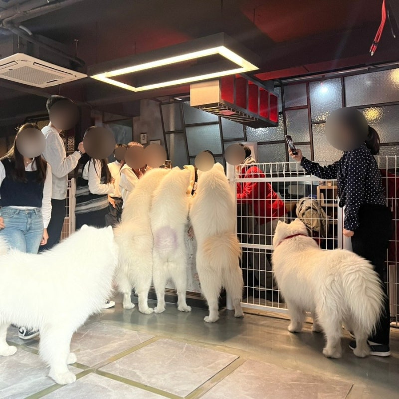 ️사모예드 애견카페 홍대 솔직후기 평일에도 개보다 사람이 많음 🥲 상수역 카페 모크 네이버 블로그