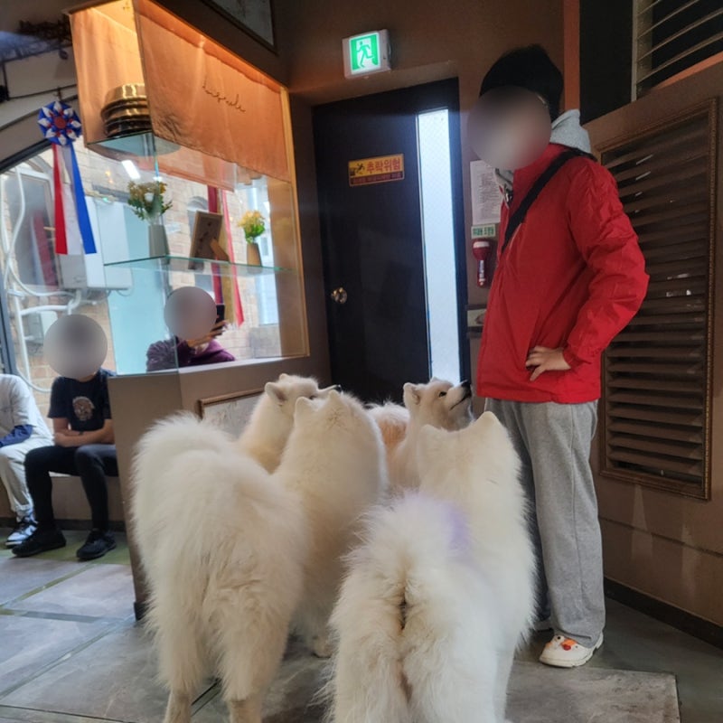 ️사모예드 애견카페 홍대 솔직후기 평일에도 개보다 사람이 많음 🥲 상수역 카페 모크 네이버 블로그
