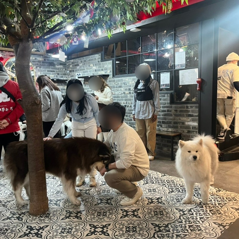 ️사모예드 애견카페 홍대 솔직후기 평일에도 개보다 사람이 많음 🥲 상수역 카페 모크 네이버 블로그
