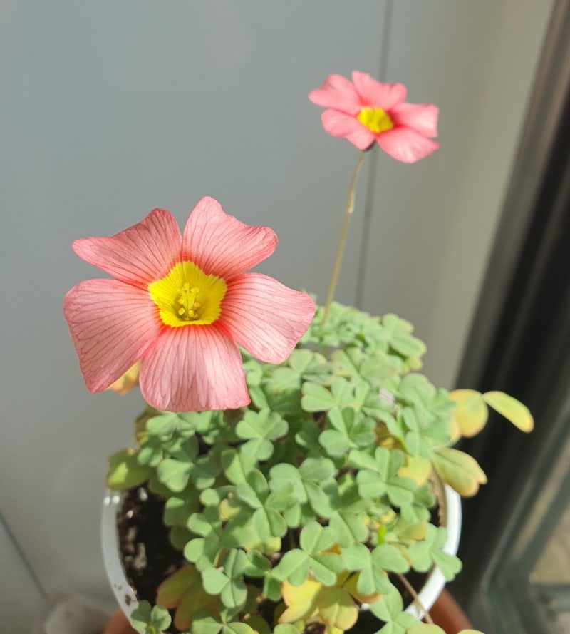 22년 사랑초 20호 ~♡ Oxalis obtusa pink sp, 핑크sp : 네이버 블로그