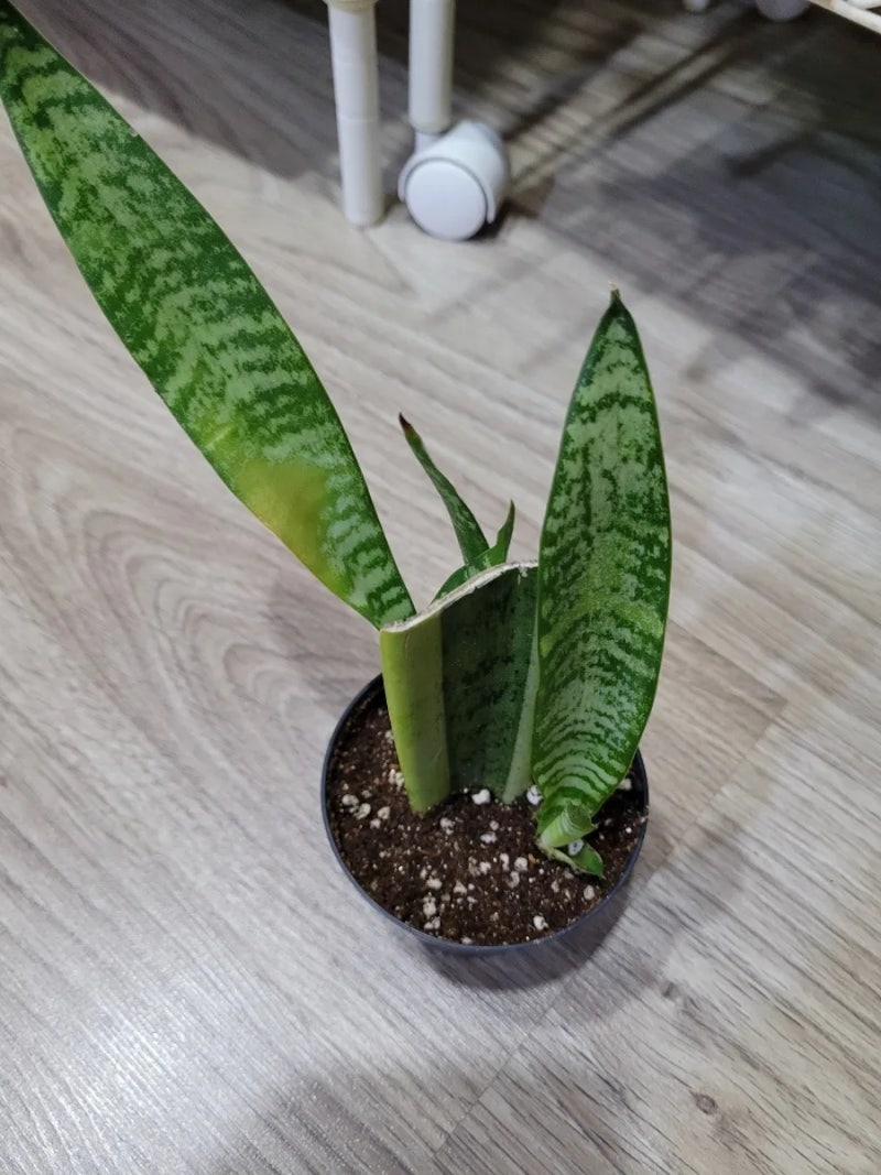 공기정화에 좋고 키우기 쉬운 산세베리아 키우기 수경재배 물주기 분갈이 번식 꽃말 알아보기 네이버 블로그