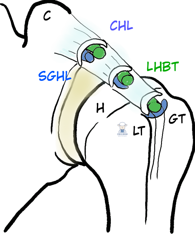 오십견 frozen shoulder의 진단 axillary recess thickness CHL 초음파검사 : 네이버 블로그