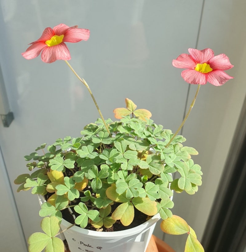 22년 사랑초 20호 ~♡ Oxalis obtusa pink sp, 핑크sp : 네이버 블로그