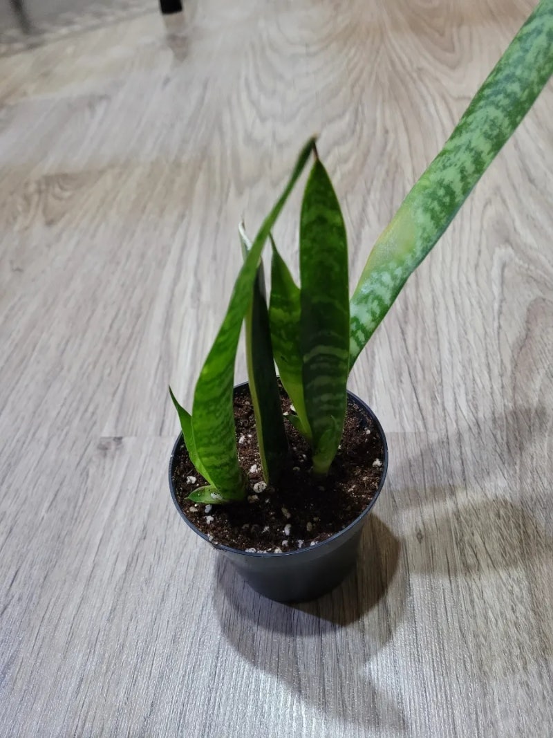 공기정화에 좋고 키우기 쉬운 산세베리아 키우기 수경재배 물주기 분갈이 번식 꽃말 알아보기 네이버 블로그