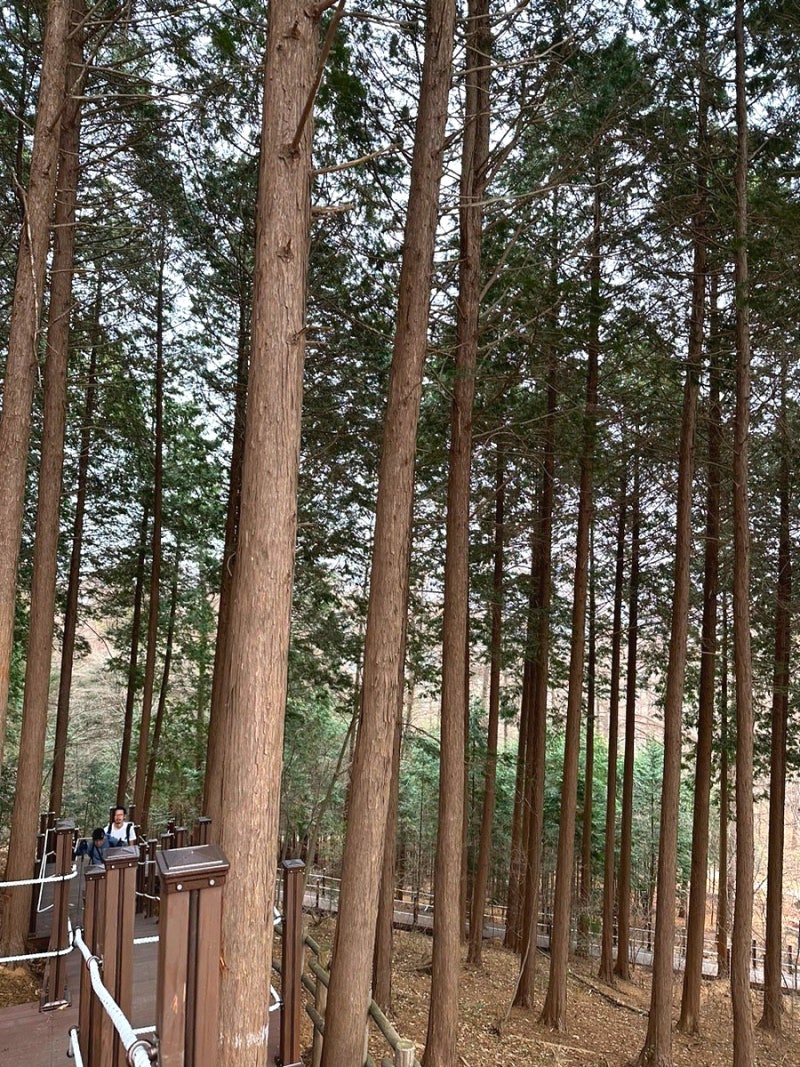 전남 장성군 1일 2산 장성 축령산 추암마을 왕복 1시간 최단코스 추천 네이버 블로그