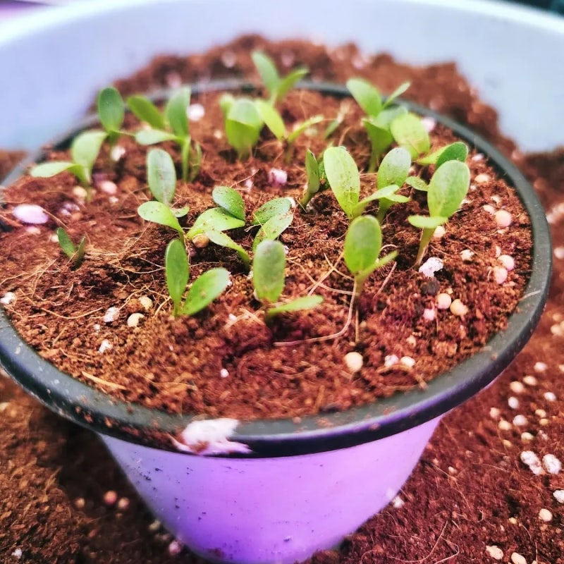 수레국화 씨앗 파종 솜파종 파종시기 발아온도 발아조건 관리하기 웃자란 새싹 겨울실내파종 네이버 블로그