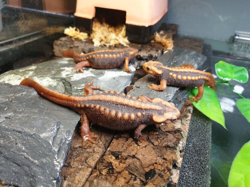 엠페러 뉴트를 위한 간단한 팔루다리움 형식의 사육장 만들기! 혹시 모를 번식을 위한 산란 준비! Emperor Newt ...