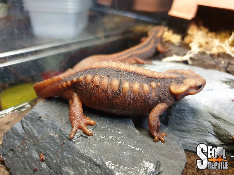 엠페러 뉴트를 위한 간단한 팔루다리움 형식의 사육장 만들기! 혹시 모를 번식을 위한 산란 준비! Emperor Newt ...