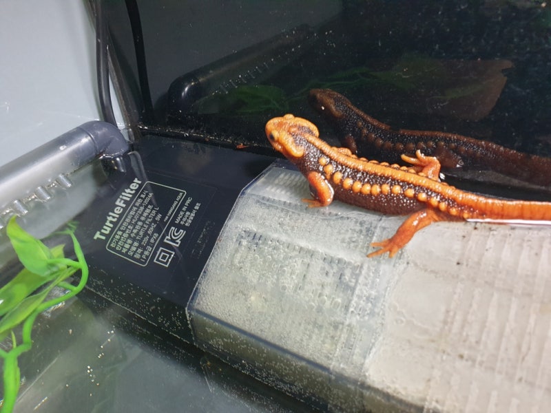 엠페러 뉴트를 위한 간단한 팔루다리움 형식의 사육장 만들기! 혹시 모를 번식을 위한 산란 준비! Emperor Newt ...